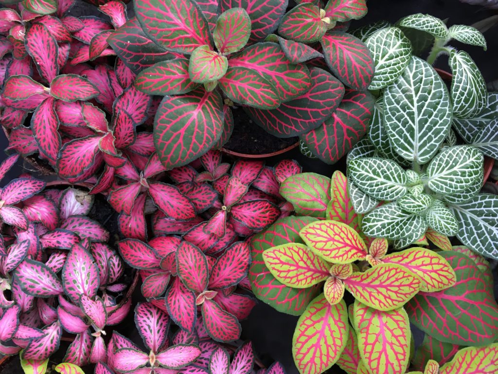fitonia-plantas-folhagem-colorida-plantas-dentro-de-casa-decoracao ...